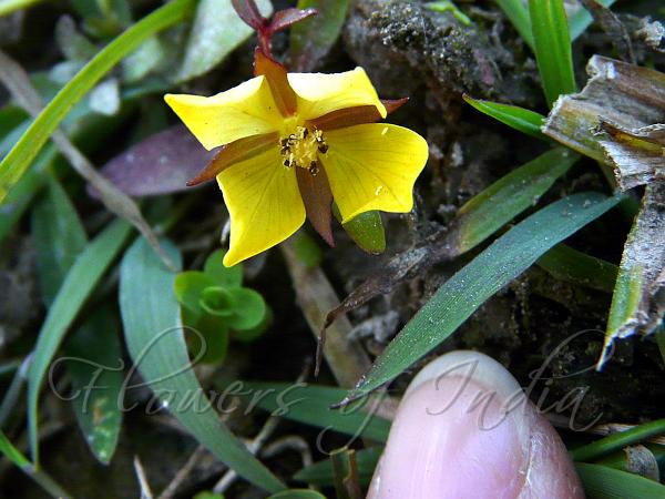 Ludwigia decurrens - Winged Willow Primrose