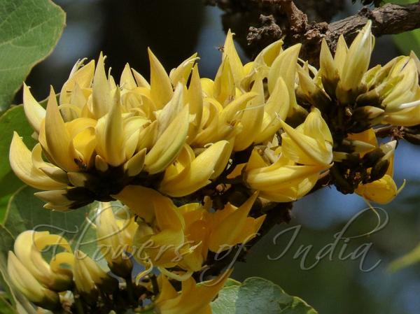 Butea monosperma var. lutea - Yellow Flame of the Forest