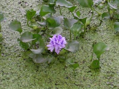 Eichhornia crassipes - Water Hyacinth